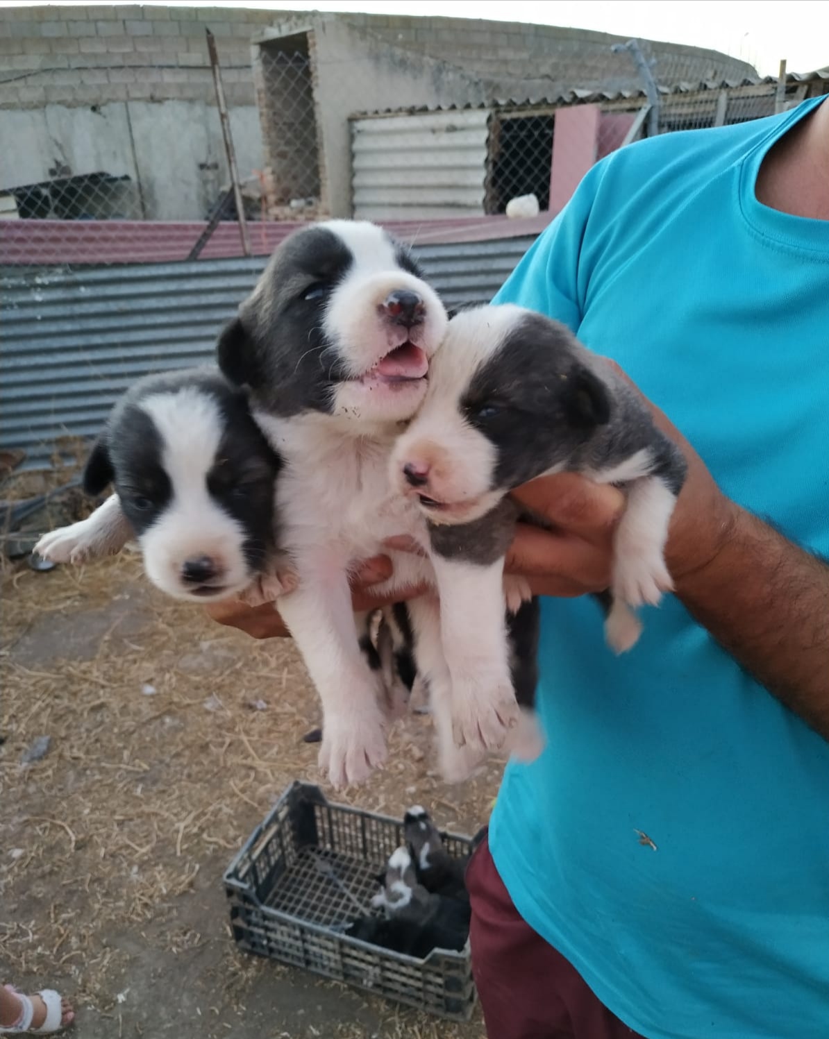 Rescate de Nika y sus 9 cachorros - ADANA Badajoz